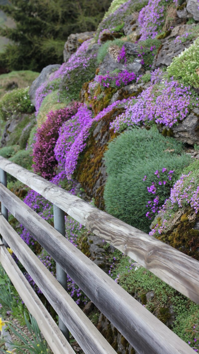 Why Groundcover? – The Garden Spot