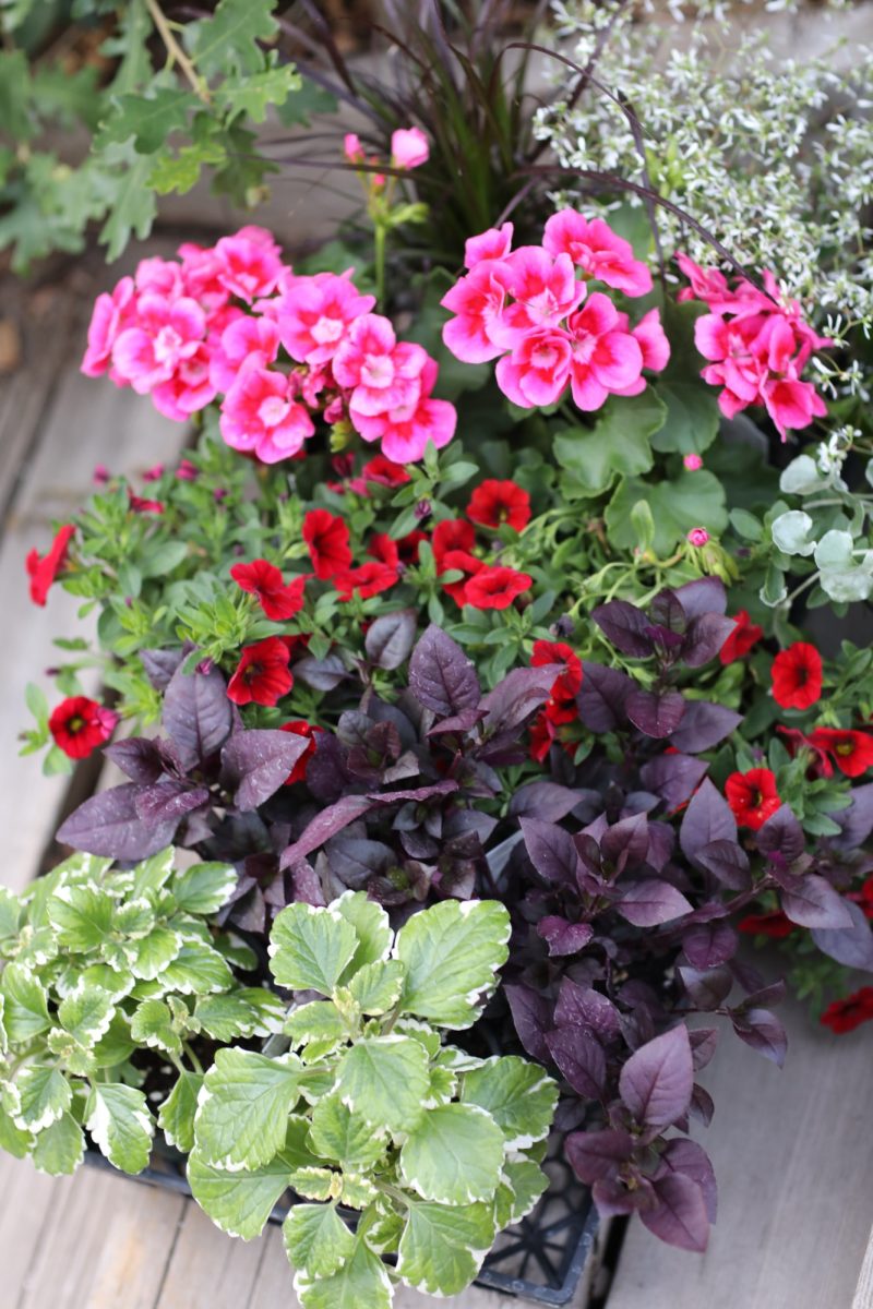 Master Container Gardening: Filler, Thriller, Spiller Guide